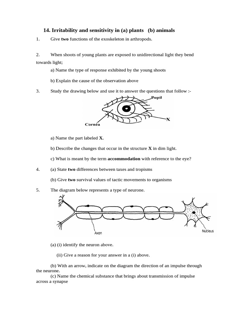 Plant and Animal Responses Explained | PDF | Seed | Eye