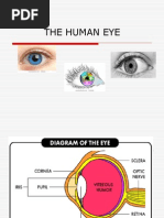 Grade 12 Life Science The Eye | PDF | Eye | Myopia