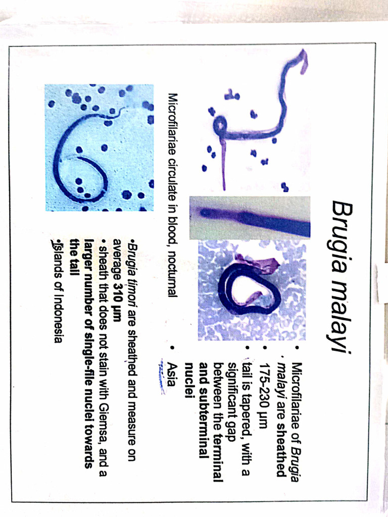 Tissue Nematodes | PDF