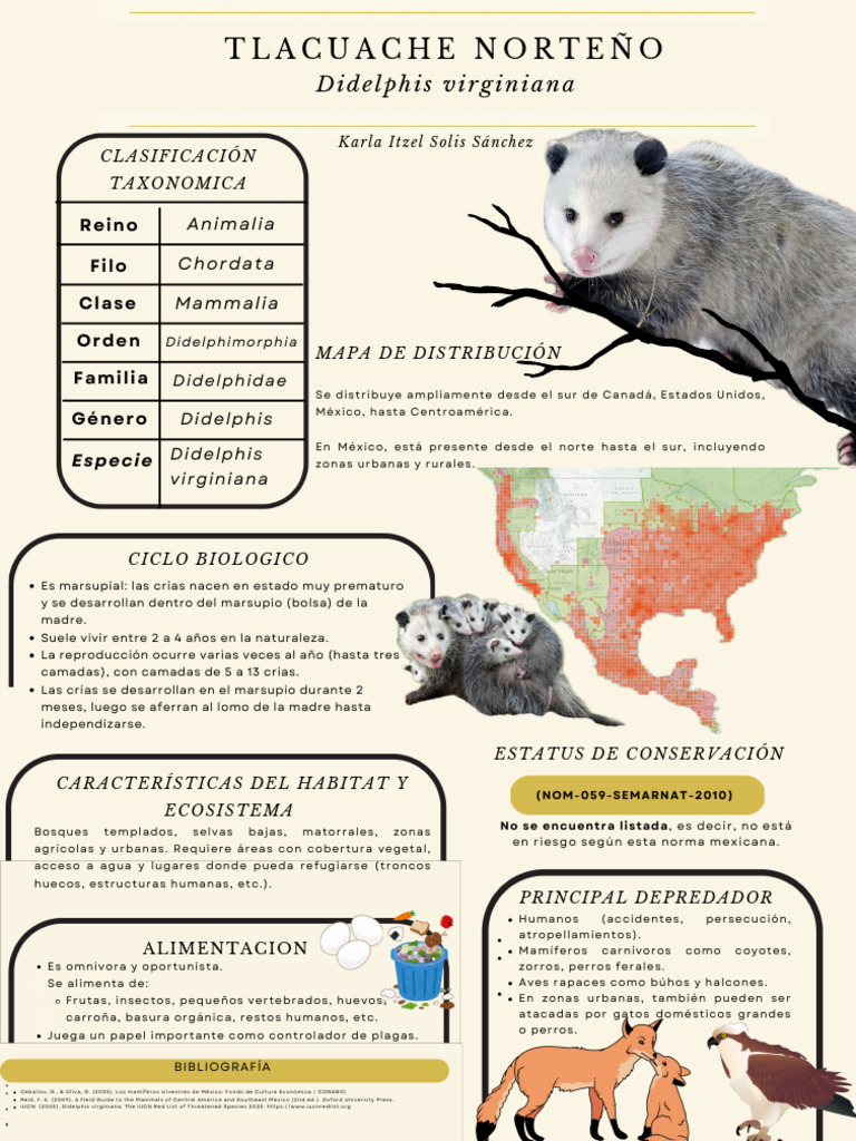 Alimentación y Hábitat del Tlacuache | PDF | Zoología | Biología