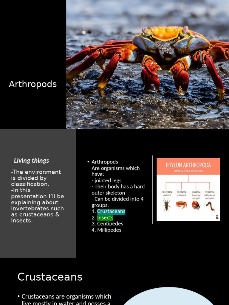 Crustaceans and Insects Characteristics | PDF