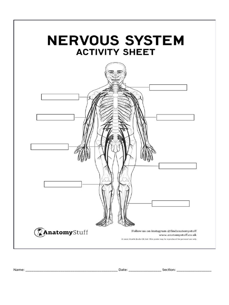 Activity 5 Nervous System | PDF