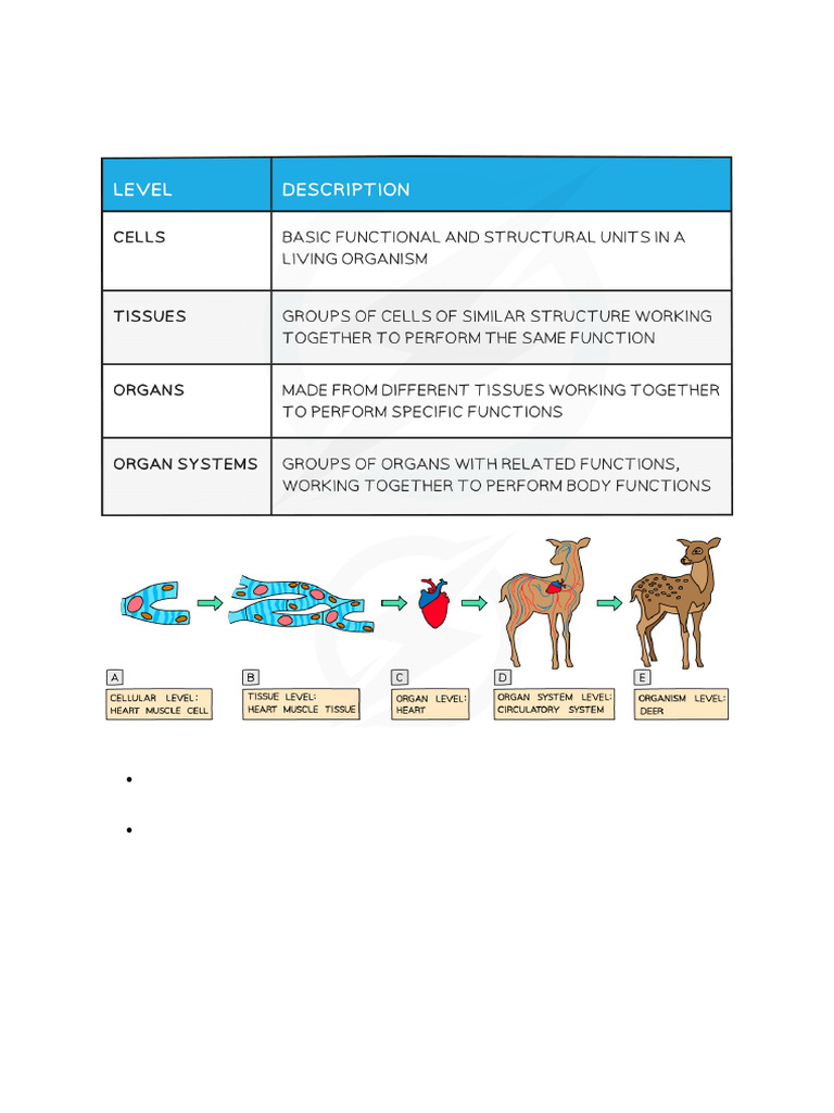 3b. Levels of Organisation and Magnification - 095955 | PDF