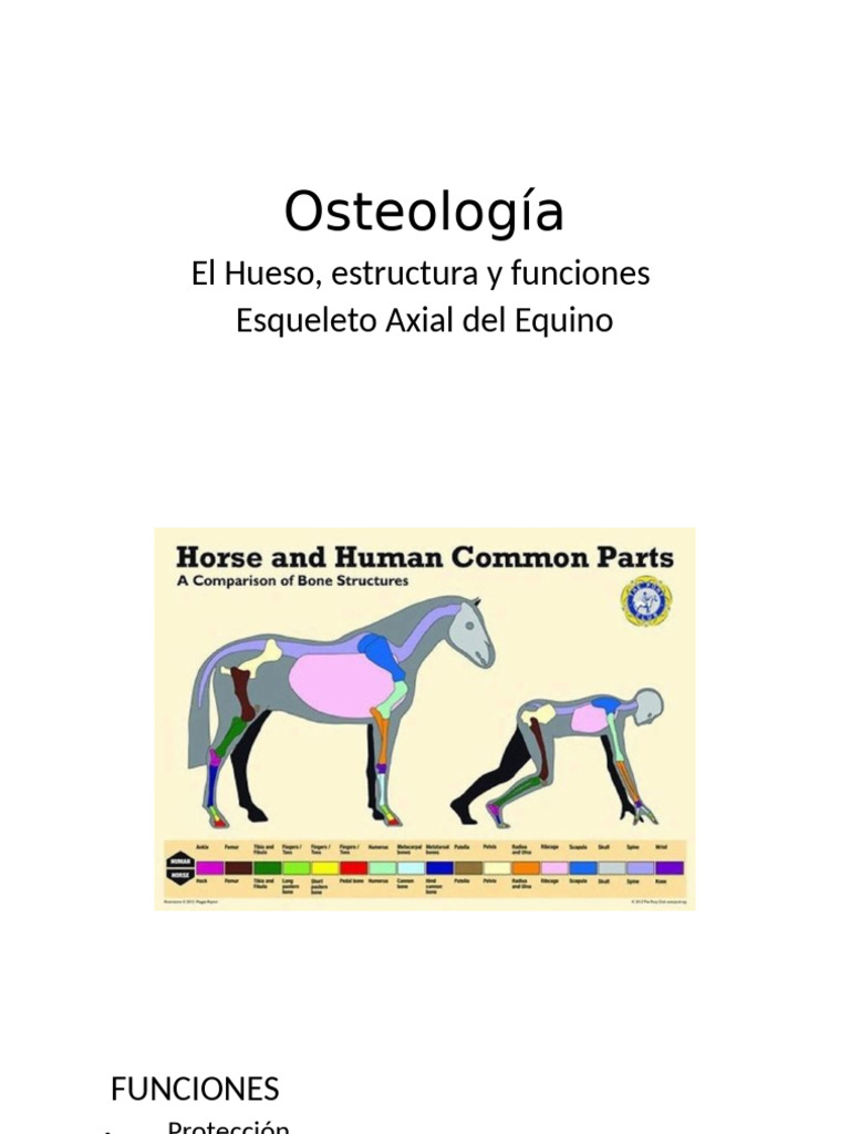 Esqueleto Axial del Equino | PDF