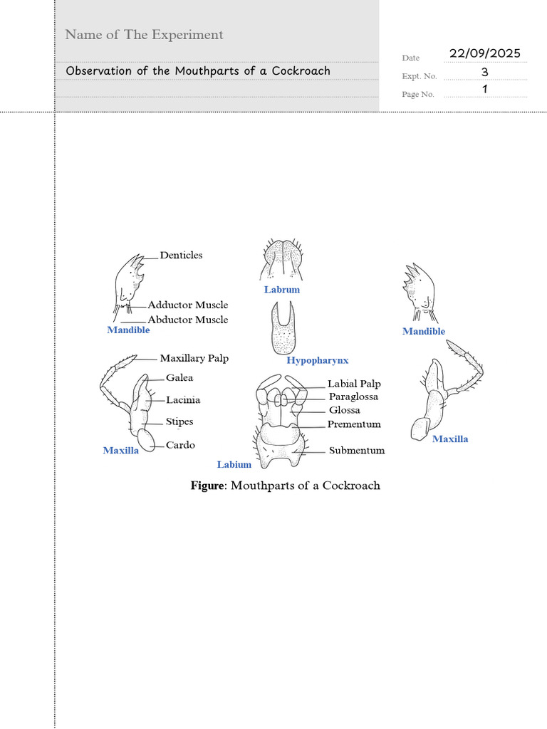(BIO2) Experiment 3 - Observation of The Mouthparts of A Cockroach | PDF