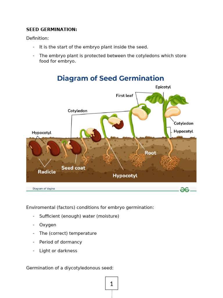Seed germination | PDF | Seed | Germination