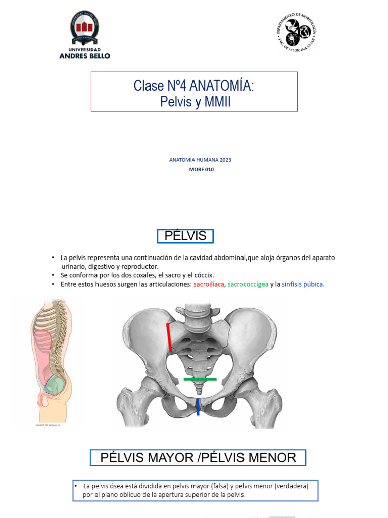 Anatomía de la Pelvis y Miembros Inferiores | PDF | Pelvis | Anatomía ...