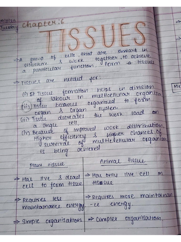 Bio Notes! (Tissue) | PDF