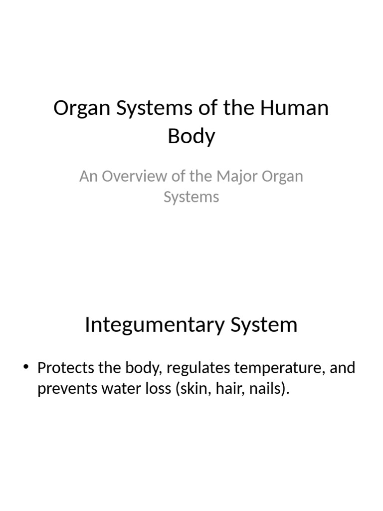 Organ Systems of The Human Body | PDF