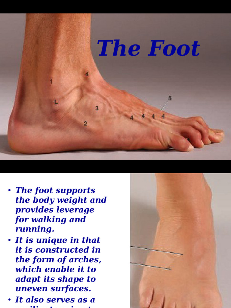Anatomy and Functions of the Foot | PDF | Foot | Lower Limb Anatomy
