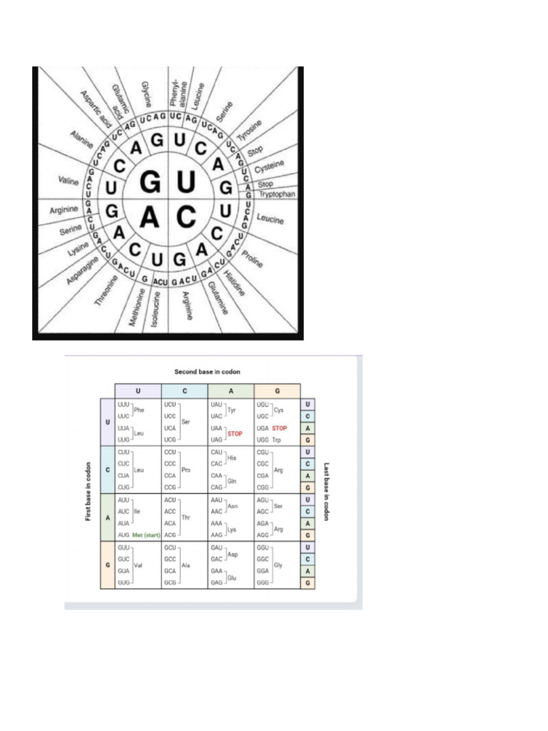 Codon Charts | PDF