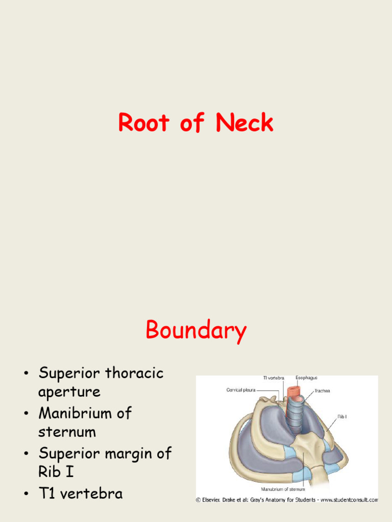 3 - Root of Neck | PDF