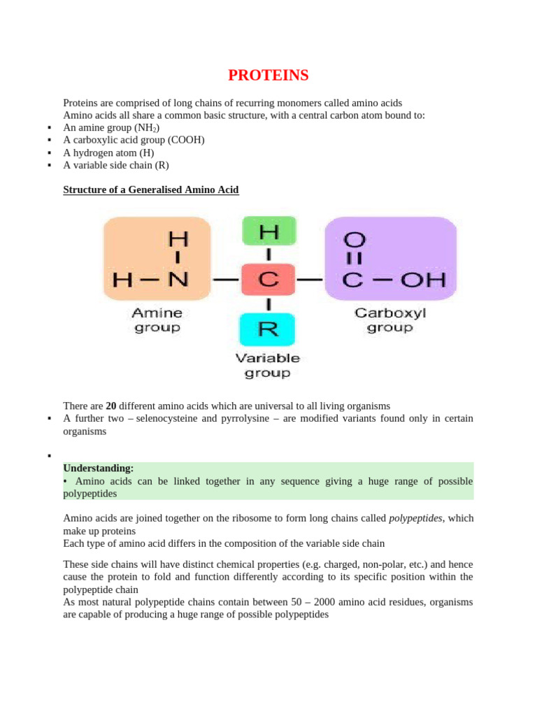 3.3. PROTEINS Lesson Edexel | PDF | Protein Structure | Beta Sheet