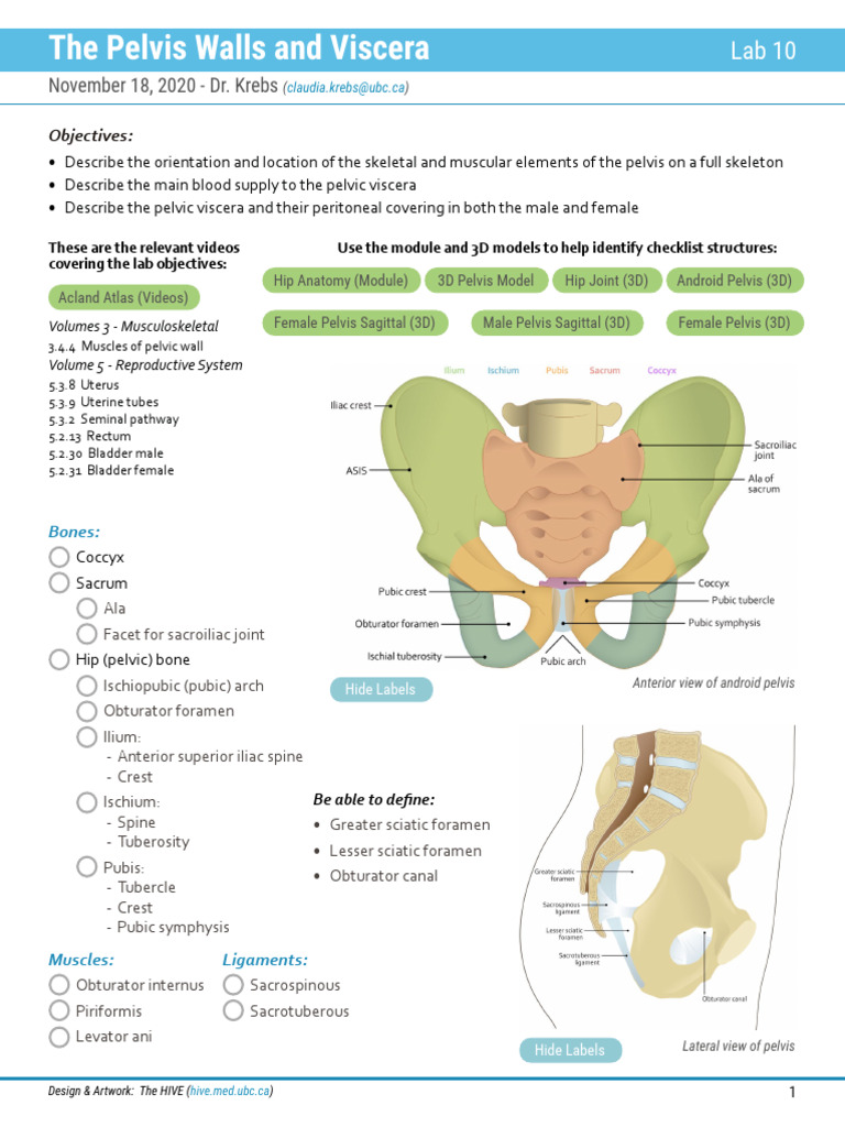 Pelvic Walls and Viscera | PDF | Pelvis | Musculoskeletal System