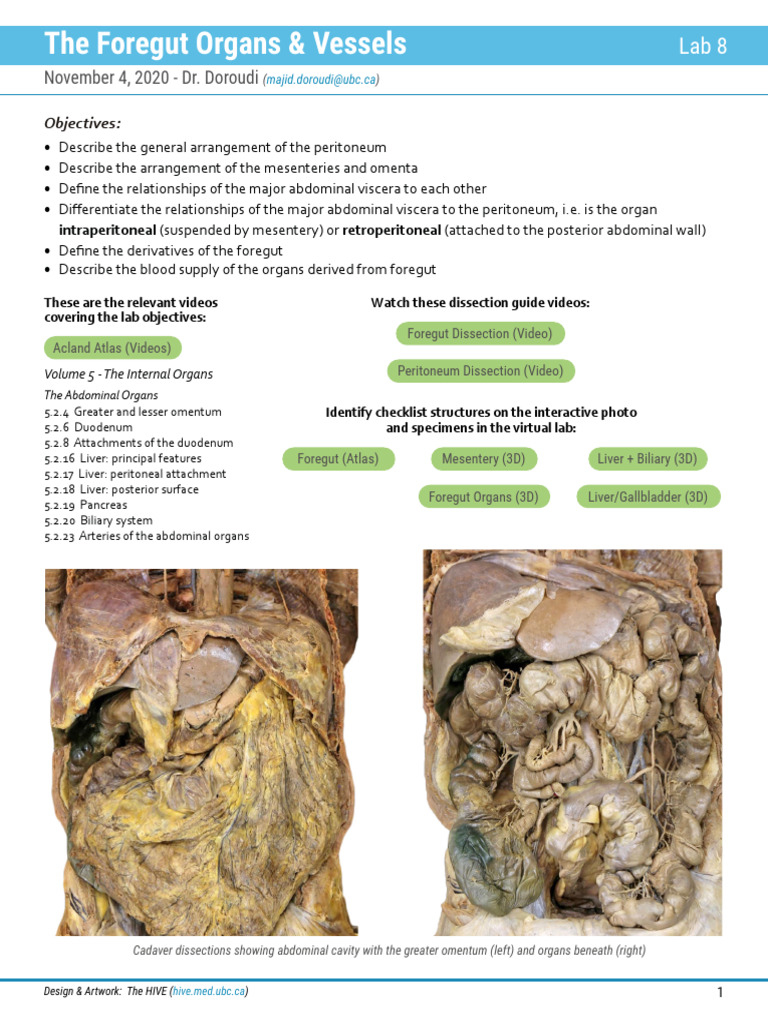 Foregut Organ and Vessels | PDF | Peritoneum | Liver