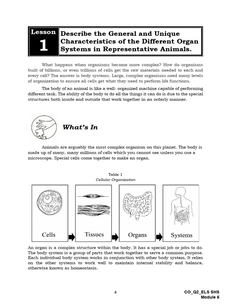 Organ Systems of Representative Animals - Module | PDF | Human Body ...