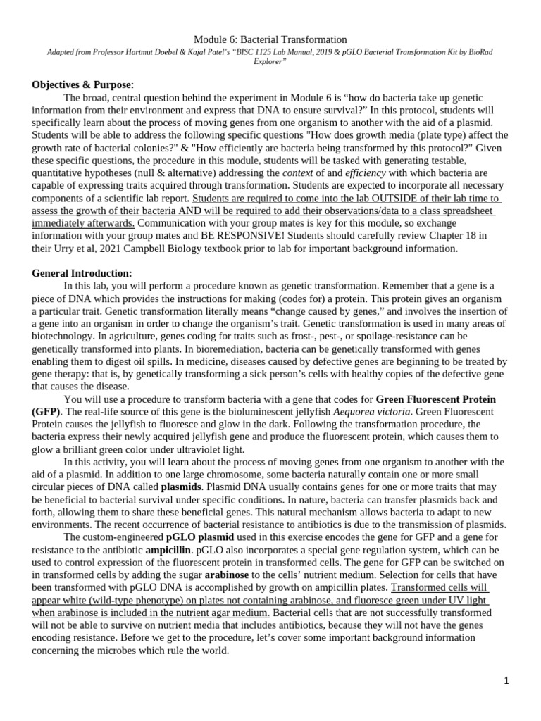 Bacterial Transformation Lab Protocol | PDF | Prokaryote | Green ...