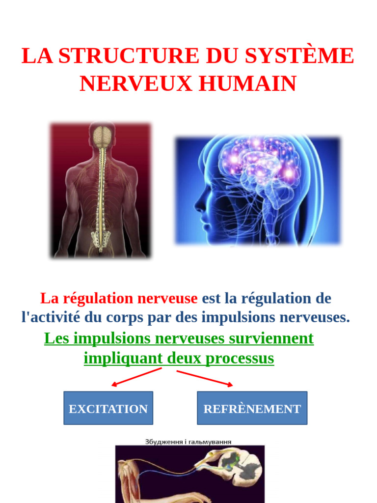 Structure et Fonction du Système Nerveux | PDF | Système nerveux ...