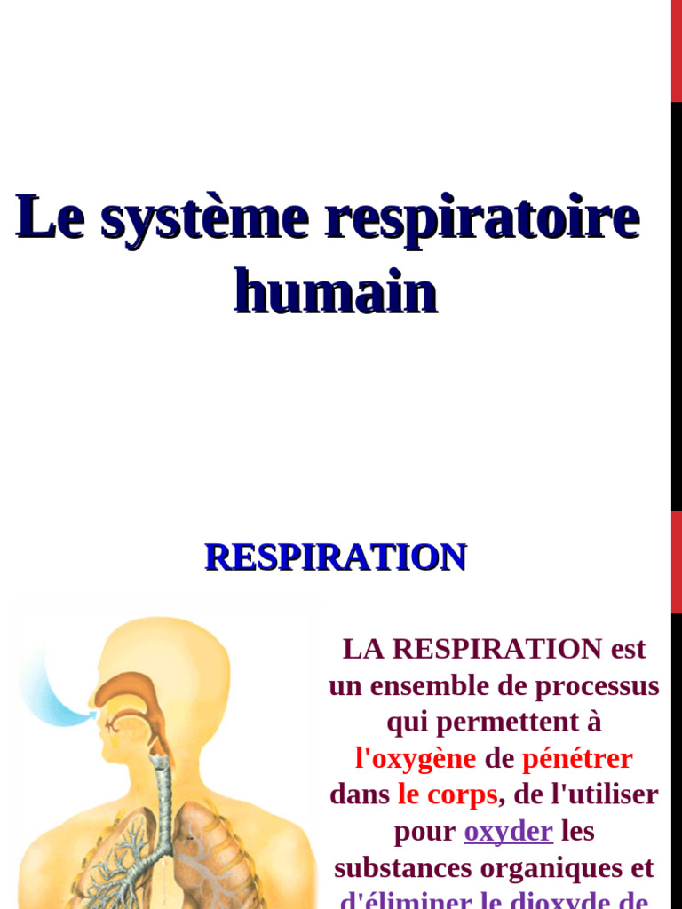 Le Système Respiratoire | PDF | Poumon | Système respiratoire