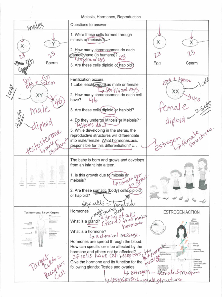 Meiosis Review Answer Key | PDF
