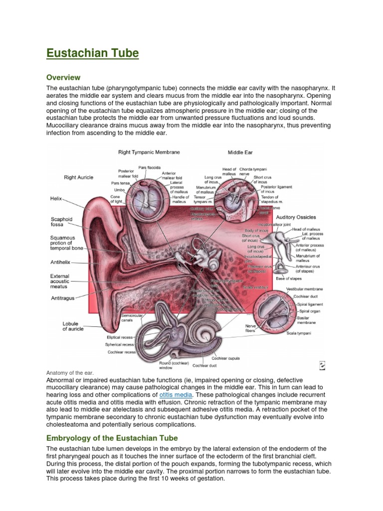 Eustachian Tube | Ear | Primate Anatomy