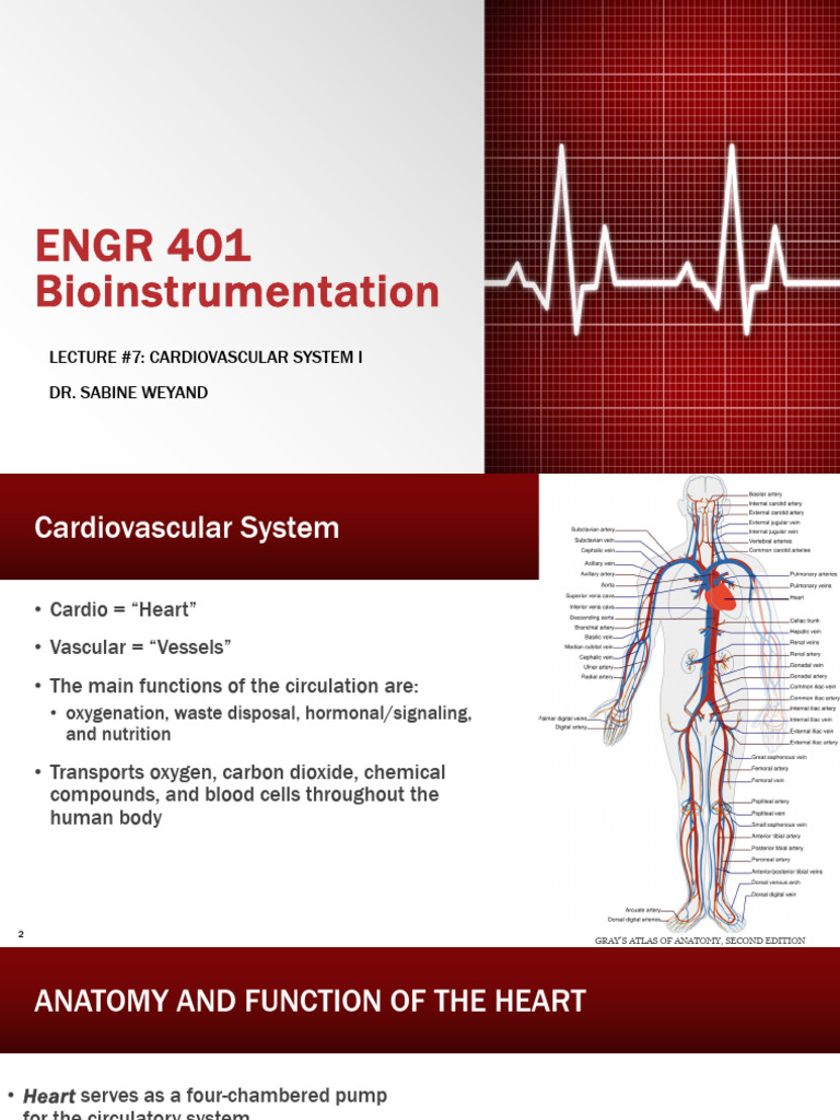 Cardiovascular System Overview and ECG | PDF | Electrocardiography ...