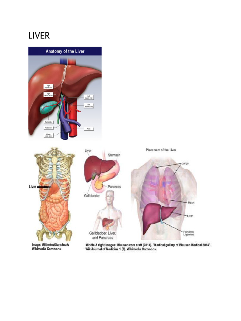 Liver Word 67 | PDF | Bile | Liver
