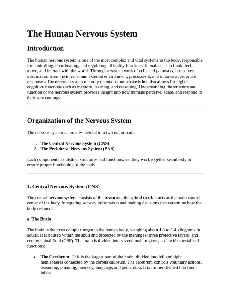 Overview of the Human Nervous System | PDF | Neuron | Nervous System