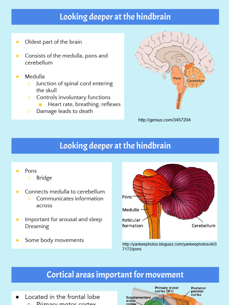 BBB - Additional Neuroanatomy Slides | PDF