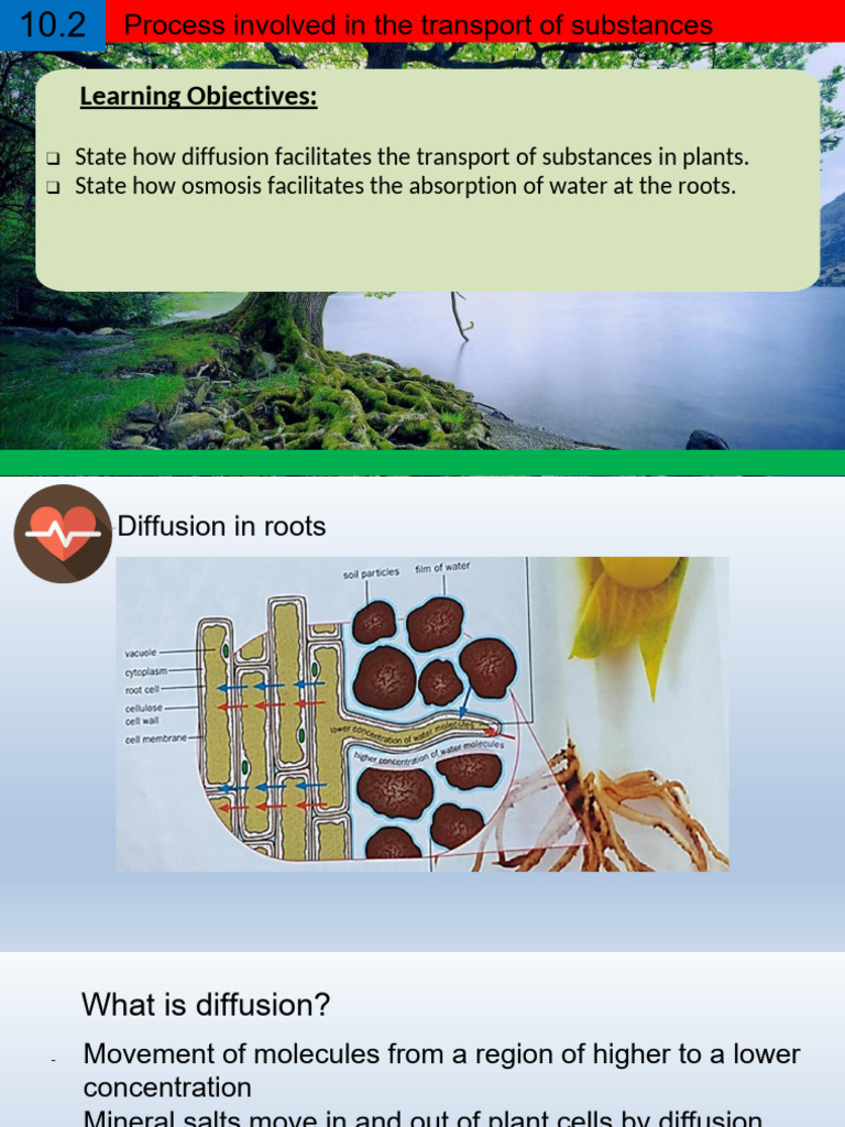 10.2 Diffusion and Osmosis | PDF