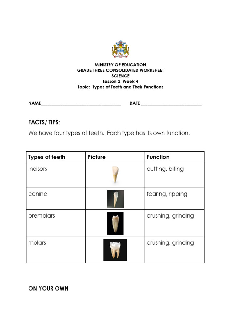 Grade 3 Science Week 4 Lesson 2 - 2022 - Consolidated Worksheet | PDF