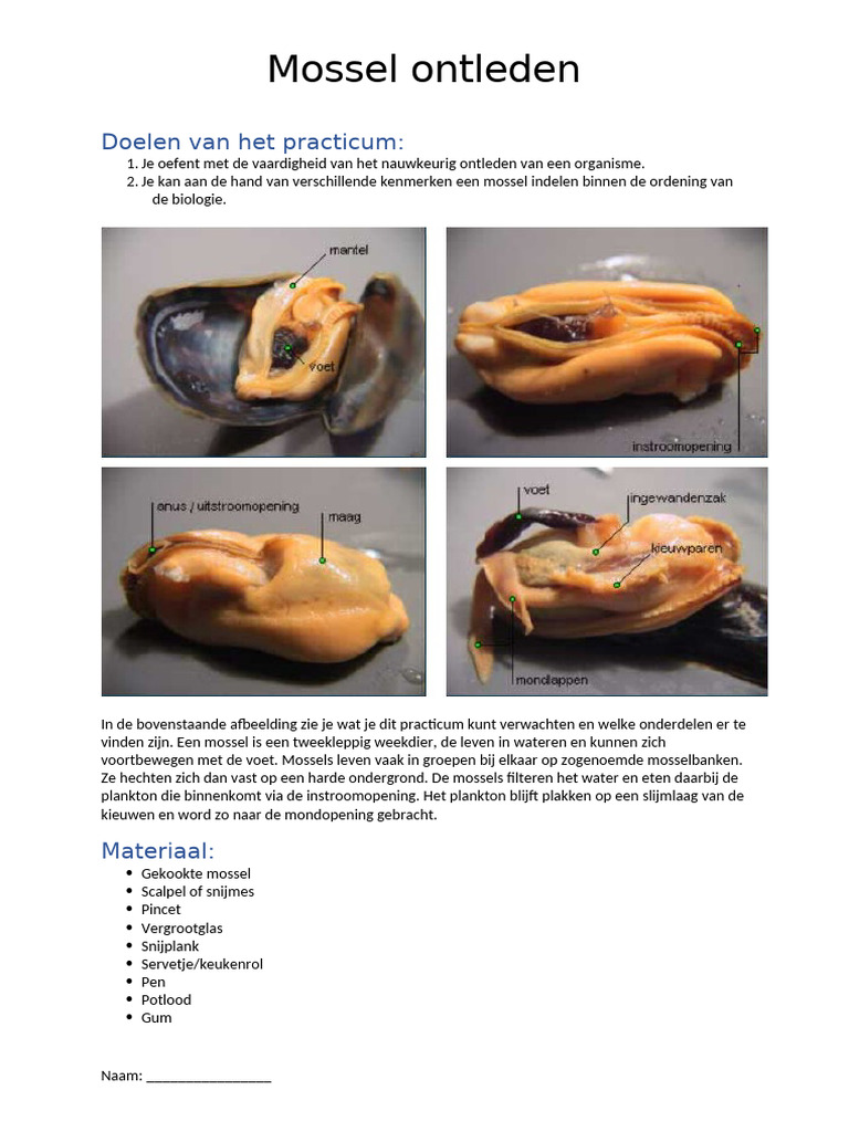 Practicum - 1HV - T3 - Mossel Ontleden (RBG) | PDF