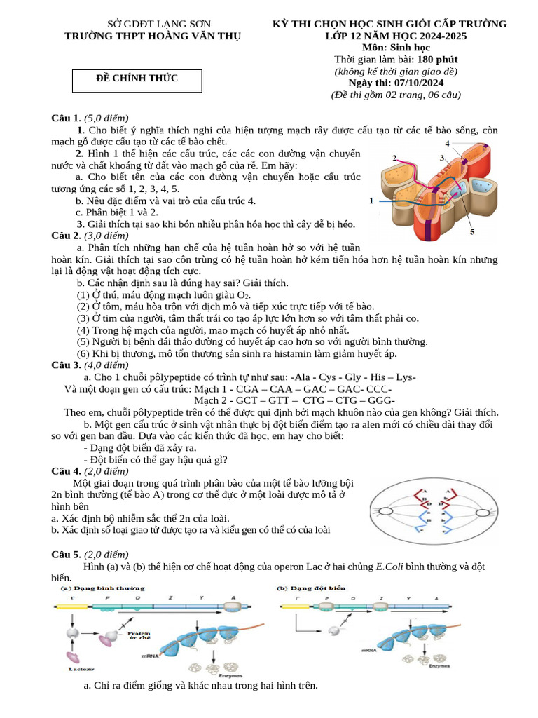 HVT - ĐỀ HSG 12 | PDF