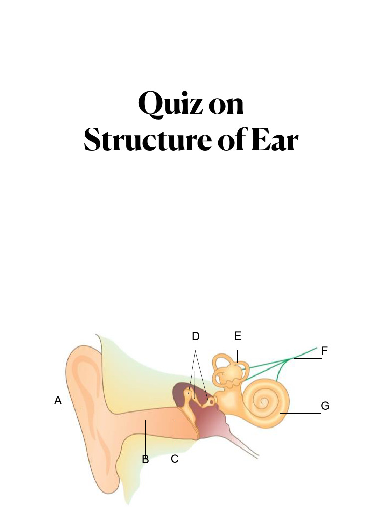 Ear Structure Quiz and Overview | PDF