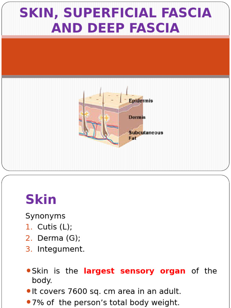 Anatomy and Functions of Skin Layers | PDF | Skin | Epidermis