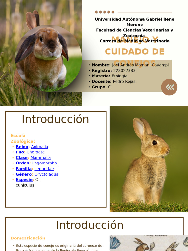 Manejo y Cuidado de Conejos Domésticos | PDF | Carne