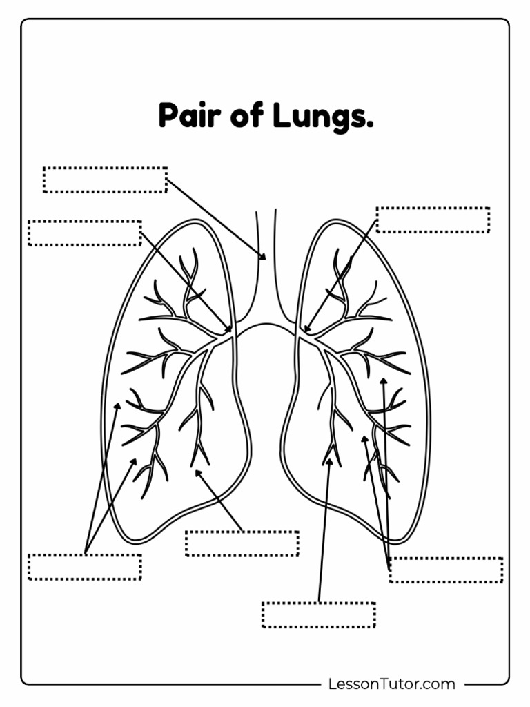 Worksheets Science Respiratory System A Pair of Lungs | PDF