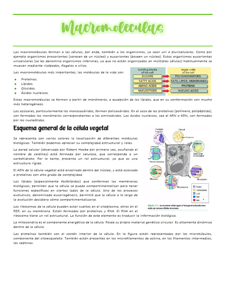 Macro Mole Cul As | PDF | Carbohidratos | Rna