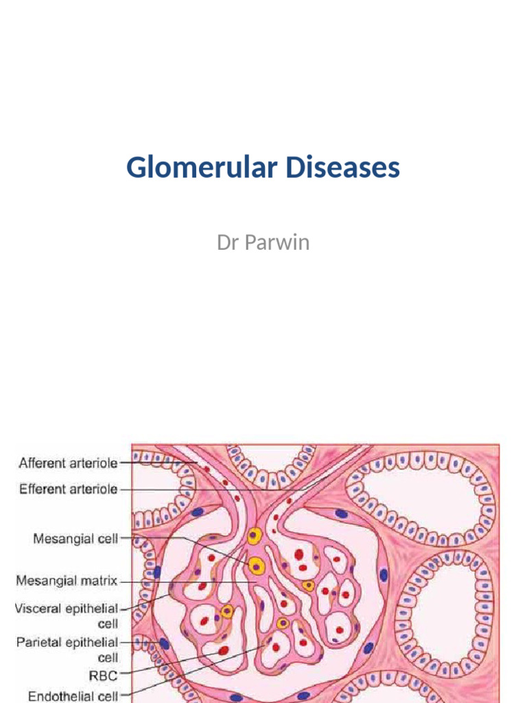 Glomerular DiseaseS | PDF | Kidney Disease | Clinical Medicine