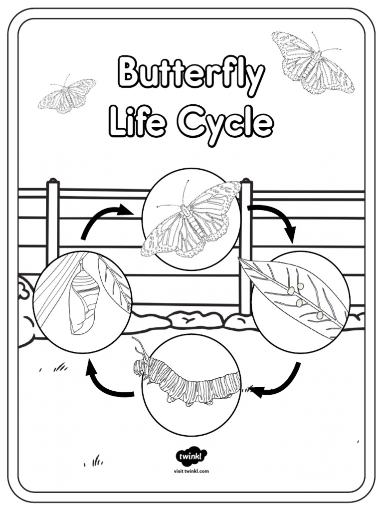 Black and White Butterfly Life Cycle Activity Booklet | PDF | Butterfly ...