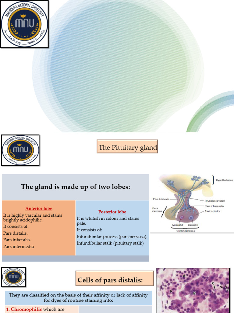 Overview of the Endocrine System | PDF | Adrenal Gland | Thyroid