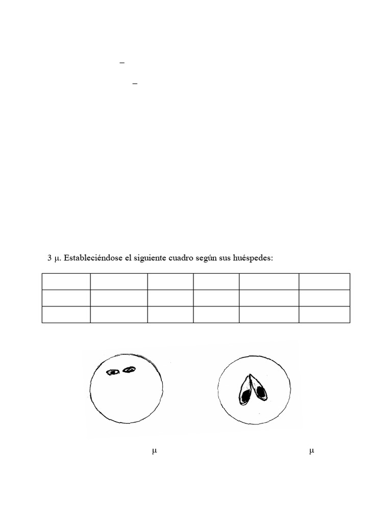 Babesia spp.: Morfología y Ciclo Biológico | PDF | Biología