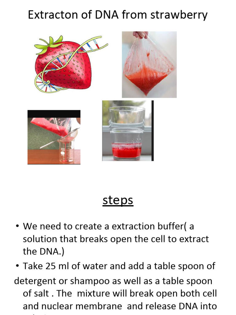 1dna Extraction Modified | PDF