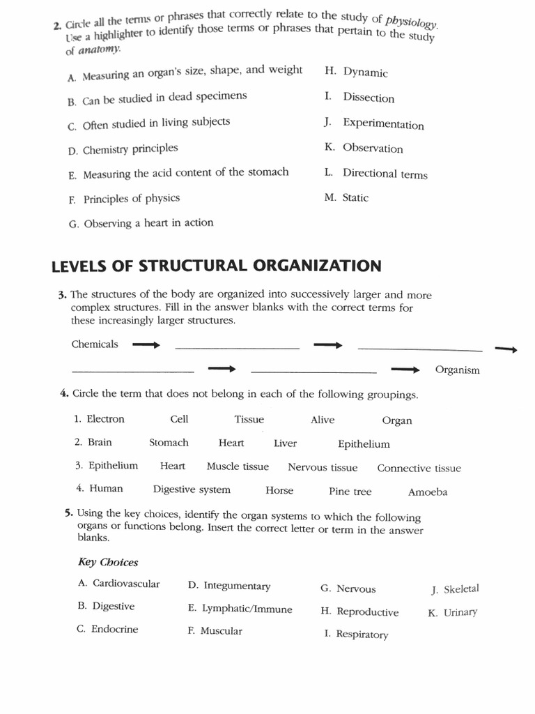 Intro To Anatomy Review Questions | PDF