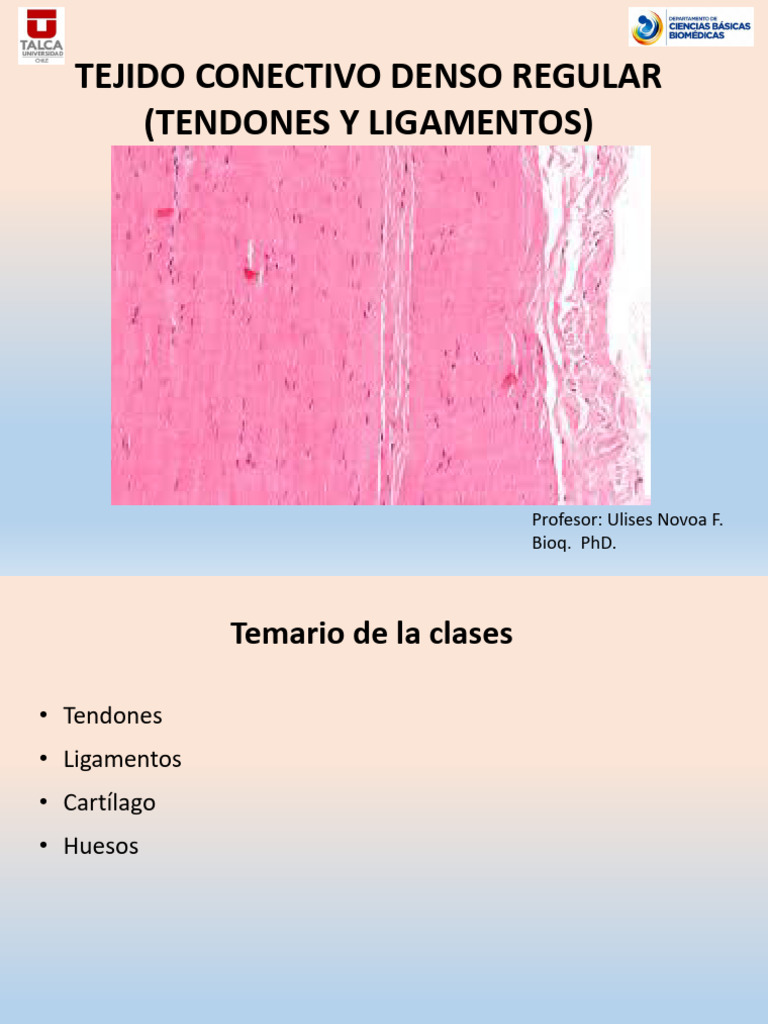 Clase 2 Tendones Ligamentos Cartilago y Hueso | PDF | Cartílago | Hueso