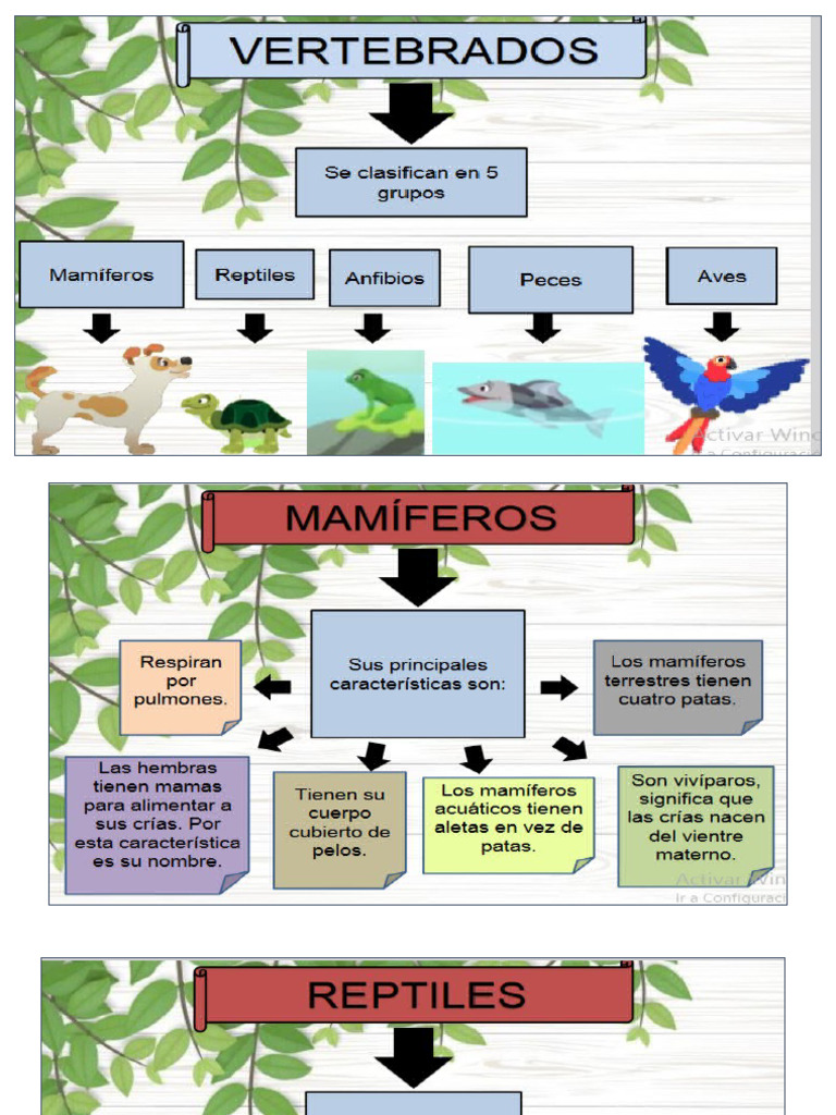 Animales Vertebrados | PDF