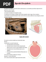 Anatomía del Corazón en Caballos | PDF | Corazón | Ventrículo (corazón)