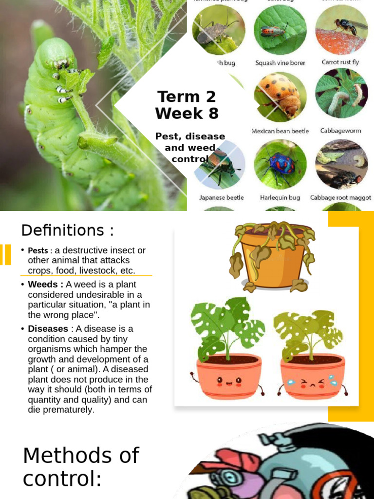 Week 3 Pest Control | PDF | Biological Pest Control | Pest (Organism)