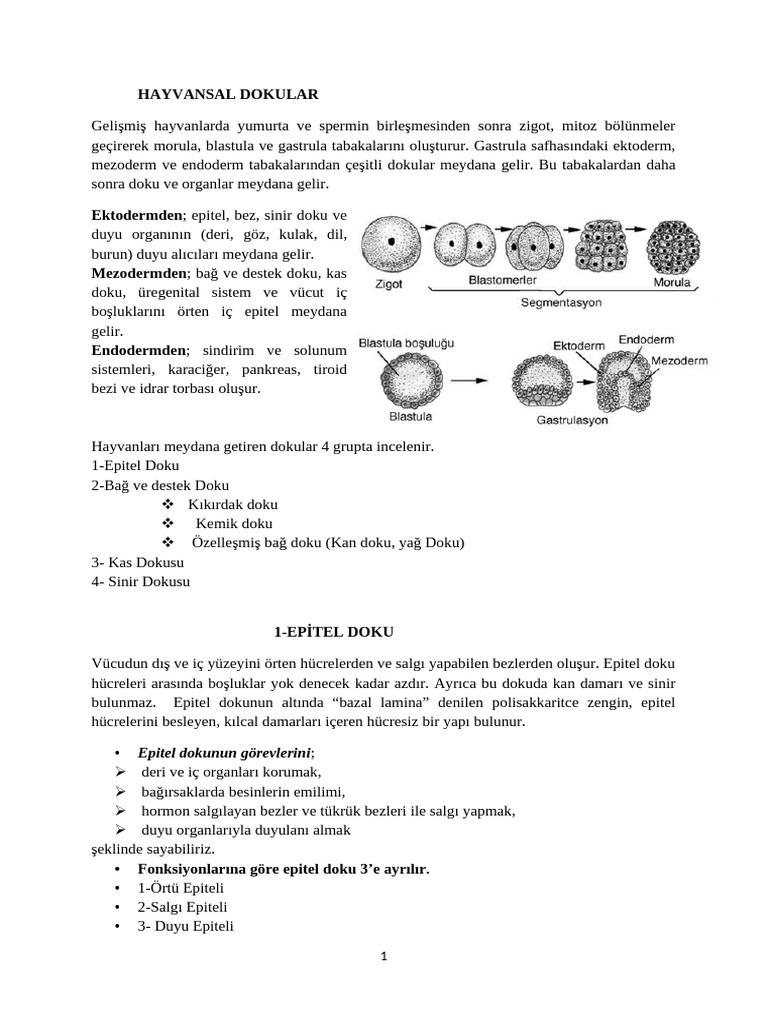 Hayvansal Dokular | PDF