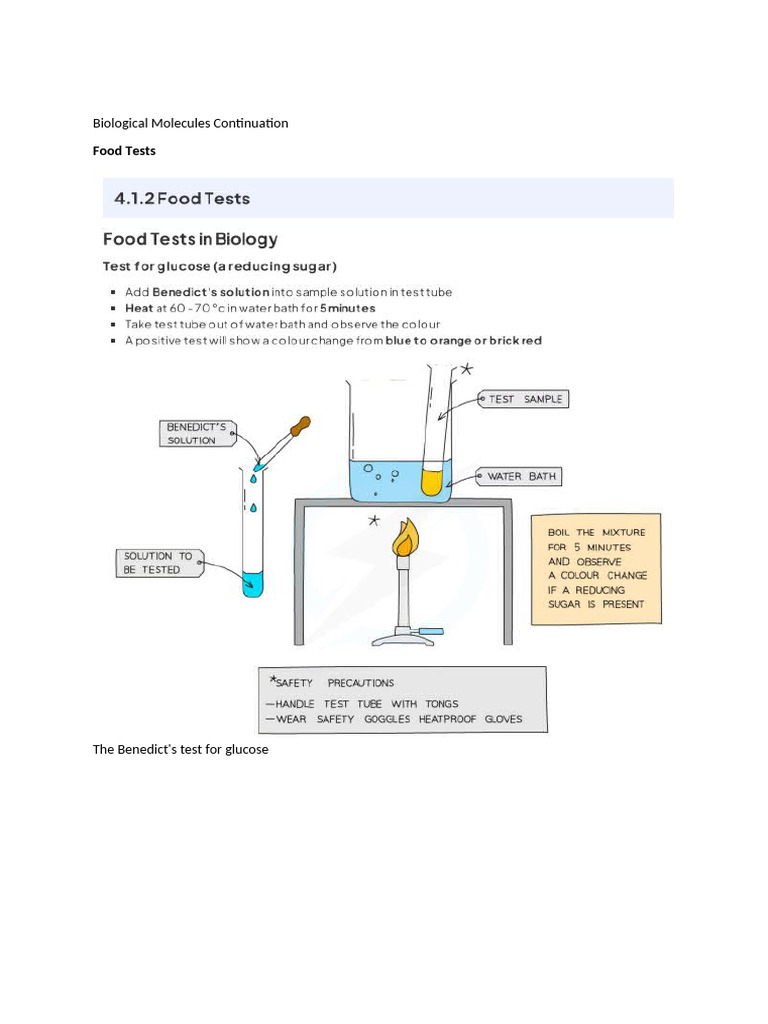 Biological Molecules Continuation Food Tests | PDF
